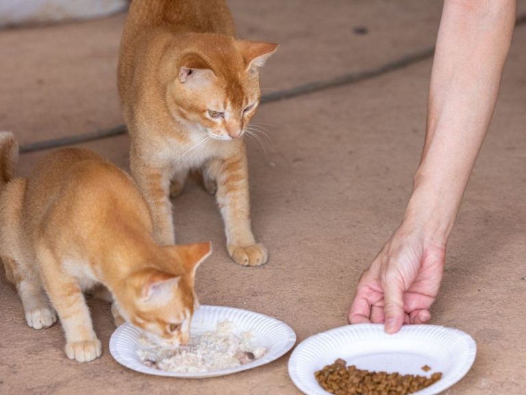 Meow Barbecue: New platter comes in giant “cat food” cans, pledges to ...