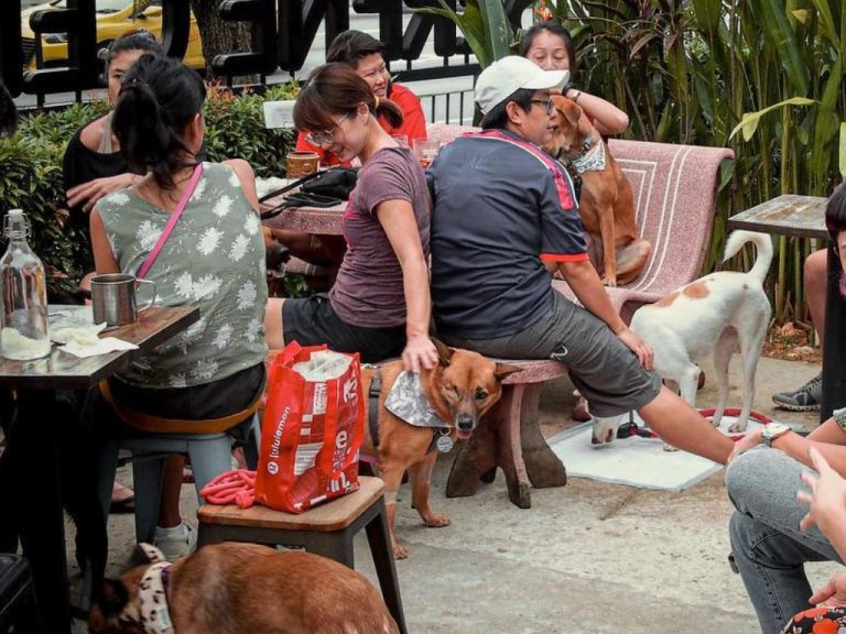 14 pet-friendly bars to chill with your dogs | HungryGoWhere