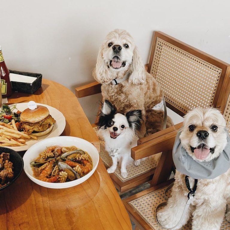 17 dog cafes in Singapore that are great hangout spots for you and your ...